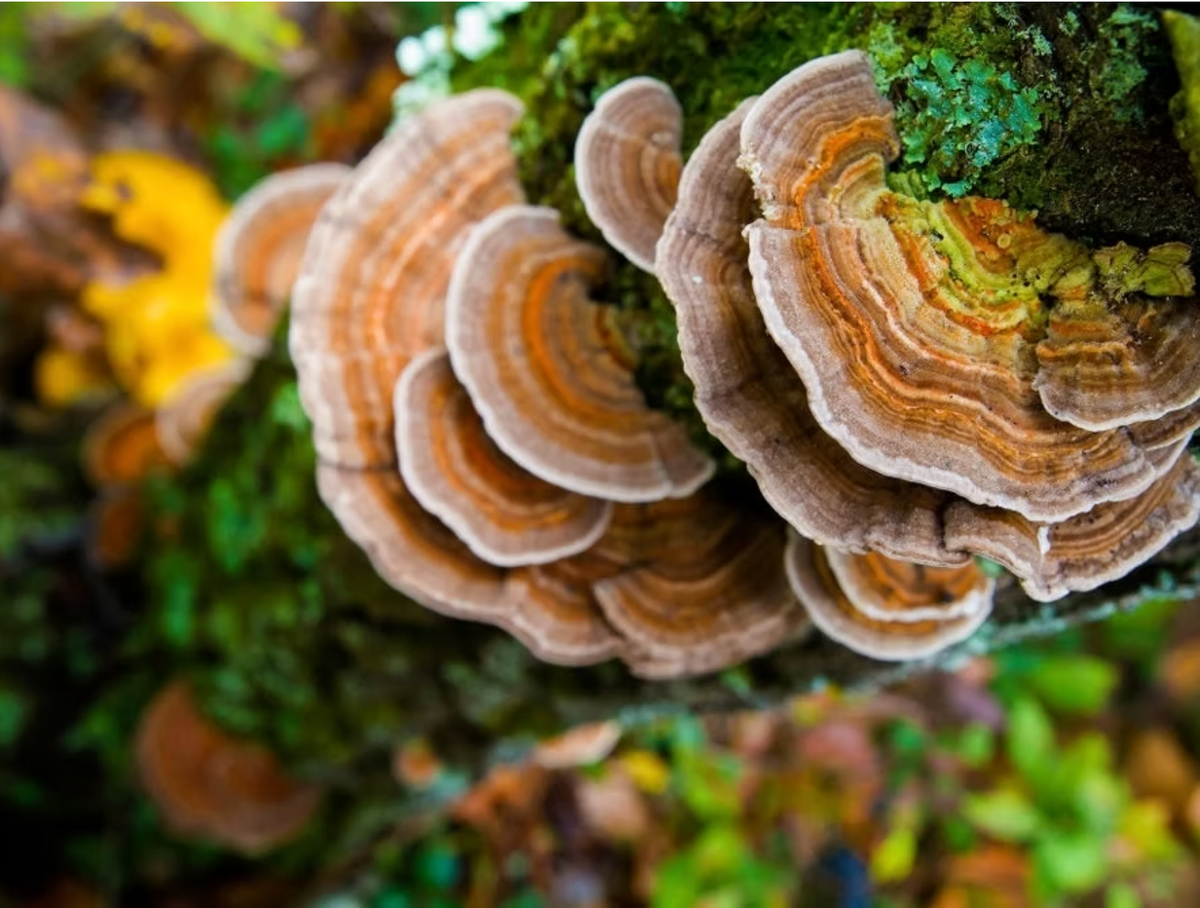 Turkey Tail in Skincare? Yes, Really. – Nature's Nectress